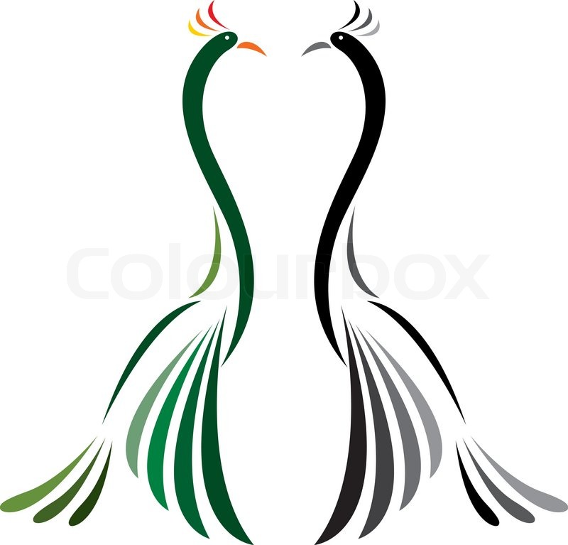 Vector image of peacock on a white ... | Stock vector | Colourbox