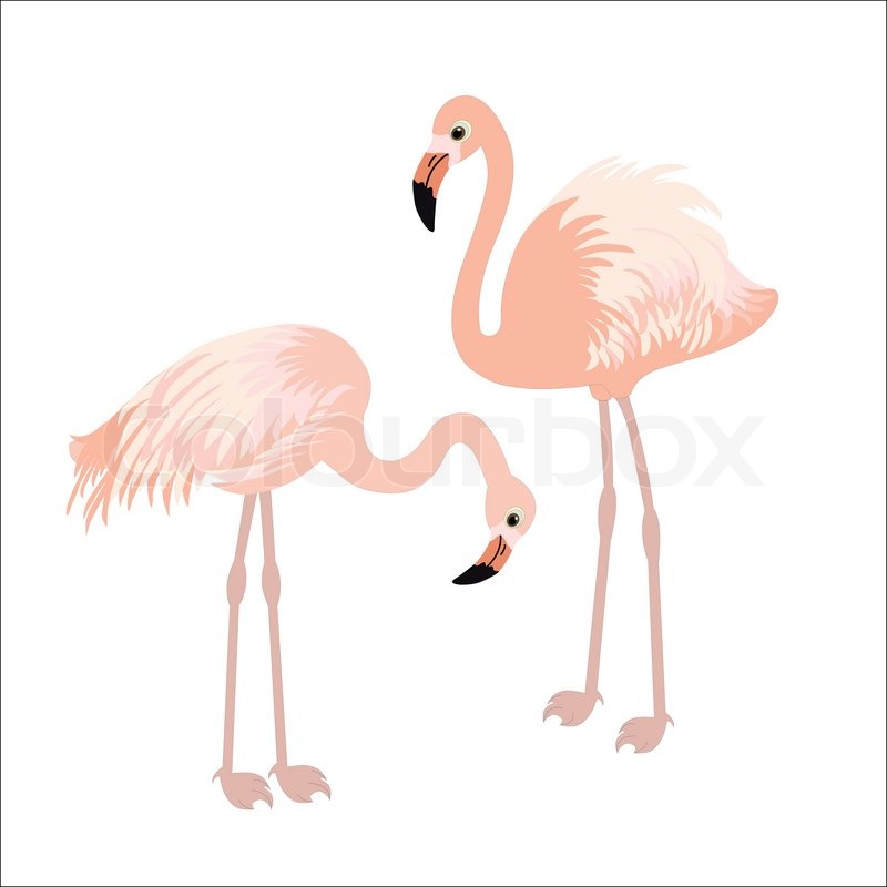 Pair of flamingo | Stock vector | Colourbox