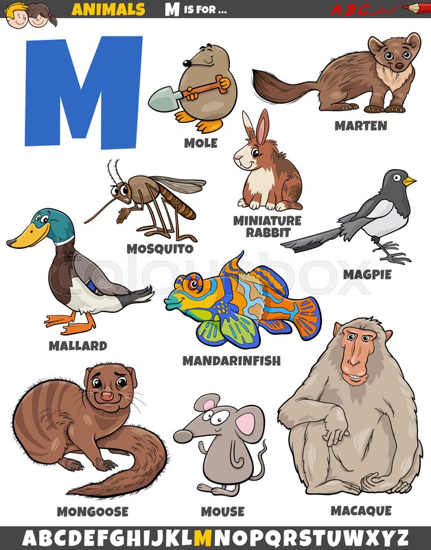 Animals Starting With Letter M