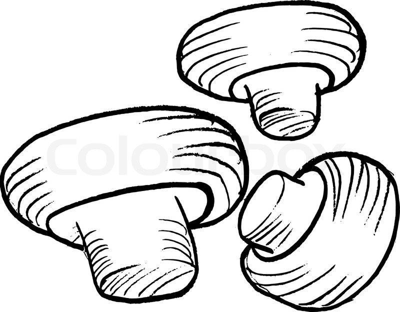 Champignons | Stock vector | Colourbox