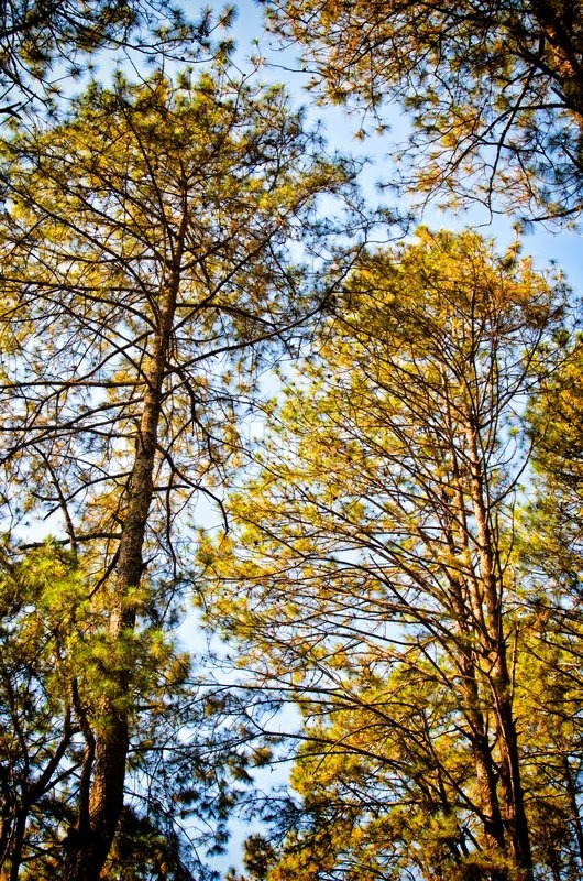 High pine trees, stretching up into the ... | Stock Photo | Colourbox