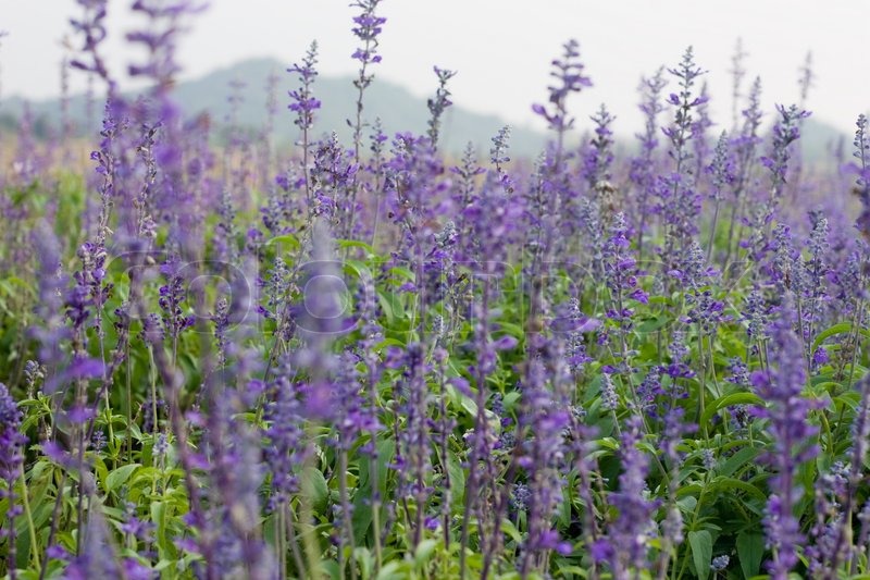 Lavender flower field in thailand | Stock image | Colourbox