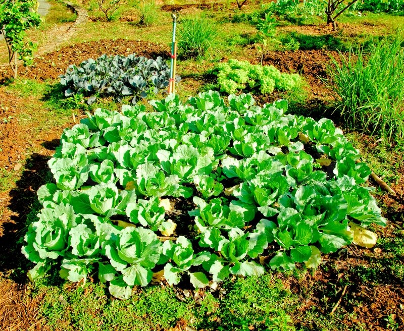 The Fresh cabbage on planting farm | Stock image | Colourbox