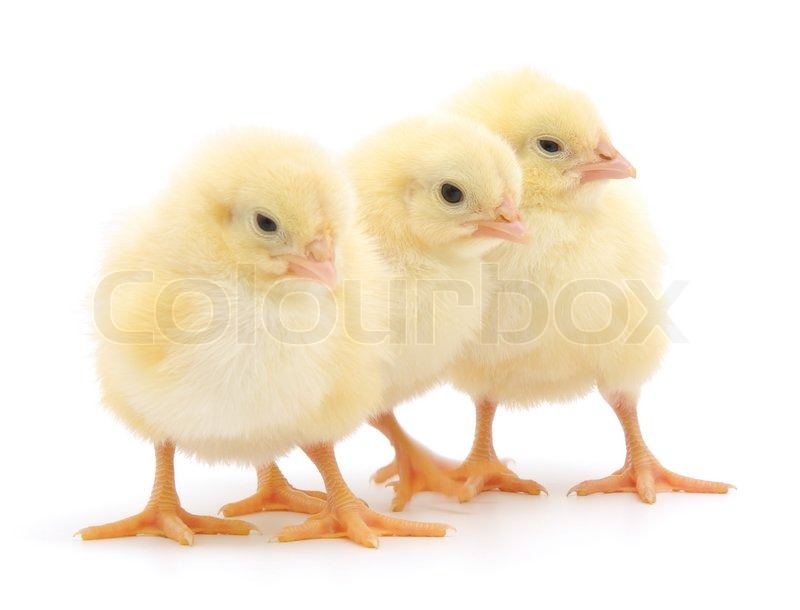Tre søde kyllinger isoleret på hvidt | Stock foto | Colourbox