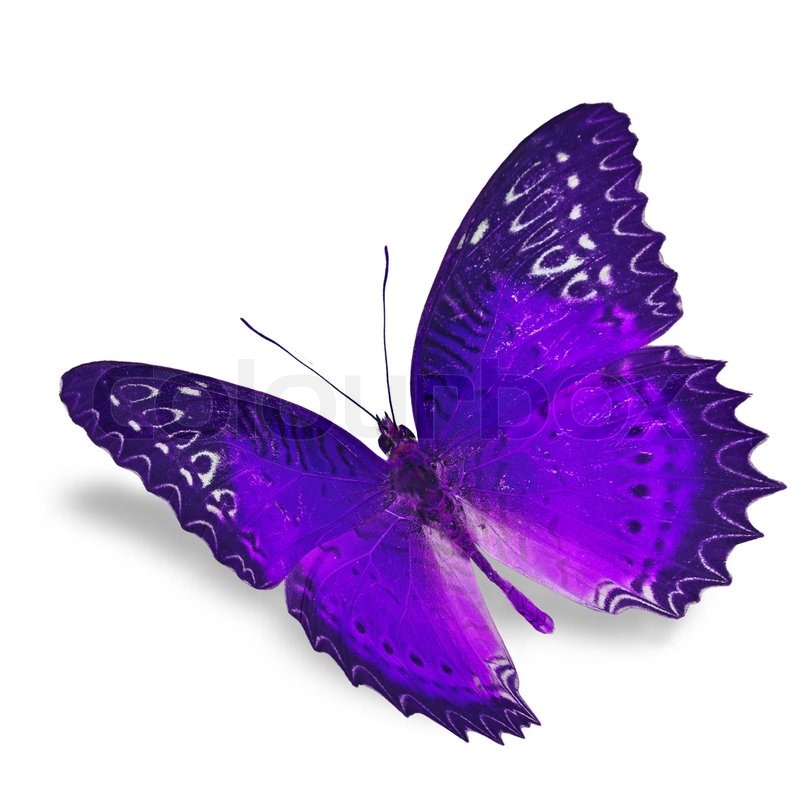 Purple Butterfly flying, isolated on ... | Stock image | Colourbox