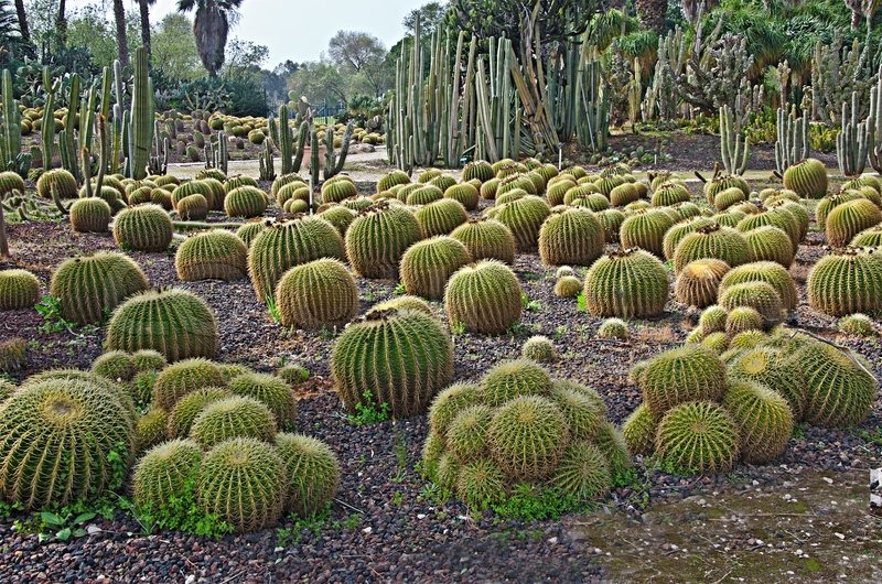 Cactuses | Stock image | Colourbox