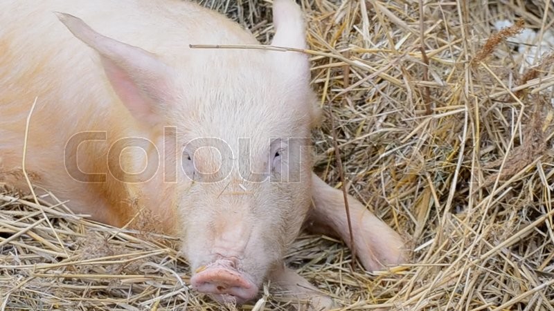 Schwein auf einem Bauernhof | Stock Video | Colourbox