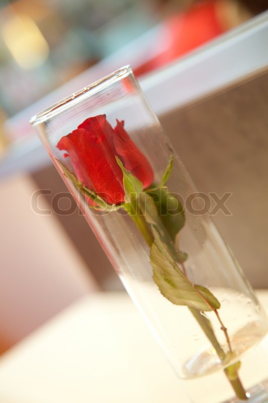 Red rose in a glass | Stock image | Colourbox