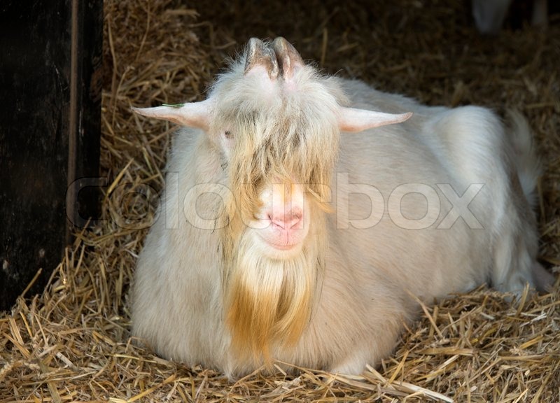 Gammel ged på gården | Stock foto | Colourbox