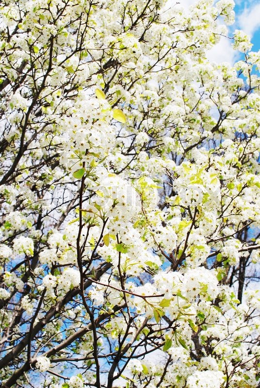 Cherry blossom tree | Stock image | Colourbox