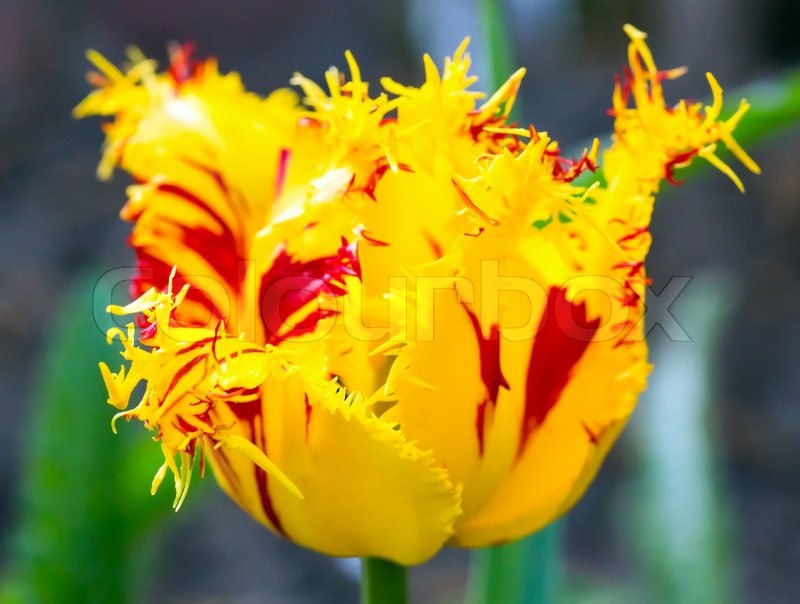 Tulip mit Fransen | Stock Bild | Colourbox