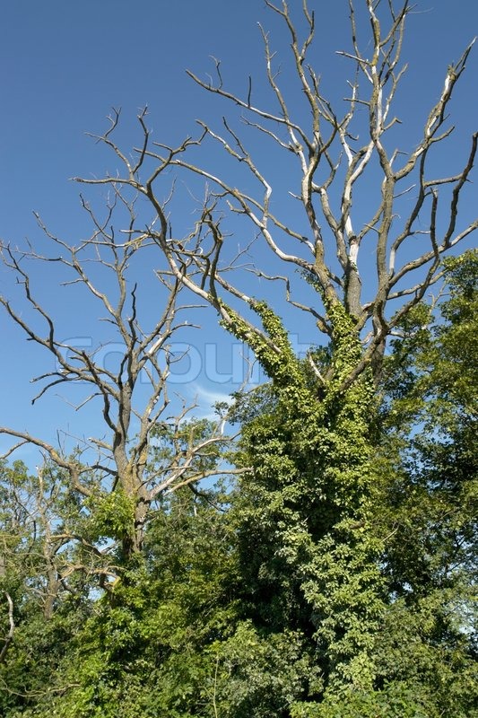 Dead trees overgrown with climbing ... | Stock image | Colourbox