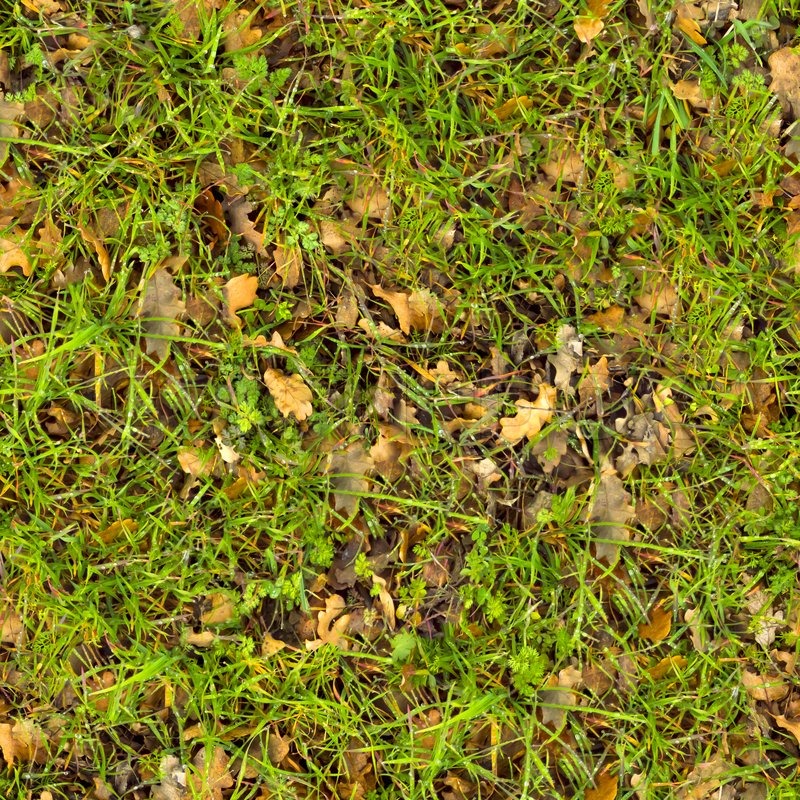 Forest Soil Seamless Texture | Stock Photo | Colourbox