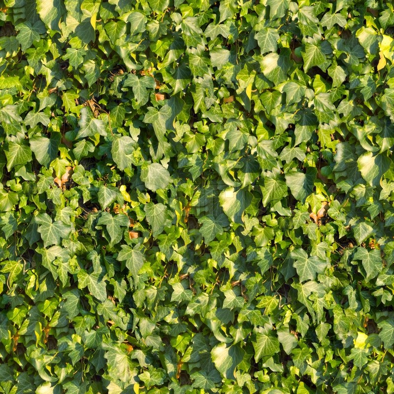 Ivy Seamless Tileable Texture. | Stock image | Colourbox