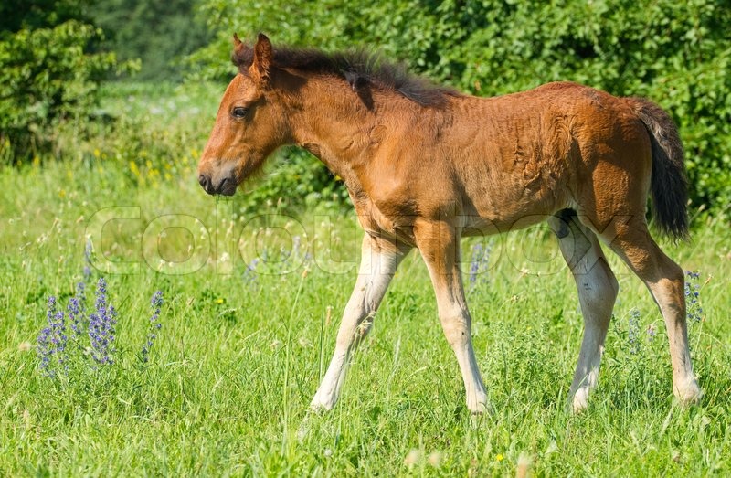 Baby hest | Stock foto | Colourbox