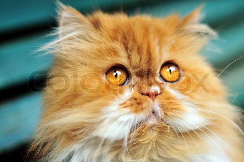 Red persian cat in the soft focus | Stock image | Colourbox