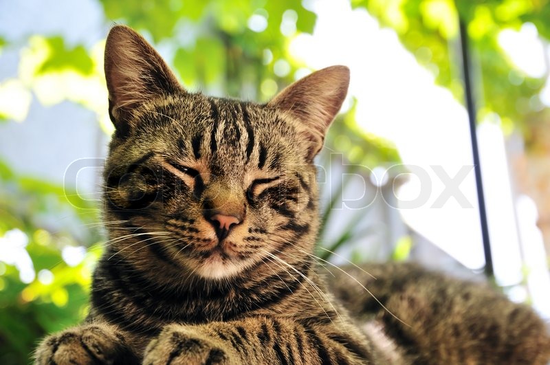 Dozy tabby cat laying and sleeping | Stock image | Colourbox