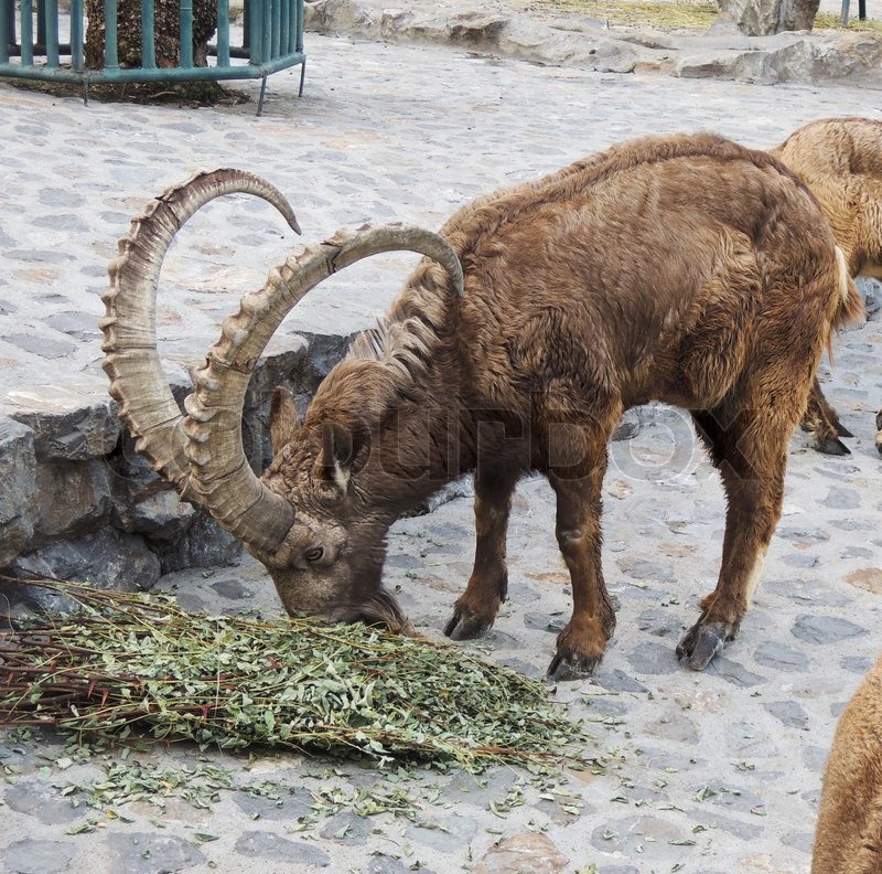 Siberian Ibex in zoo | Stock Photo | Colourbox
