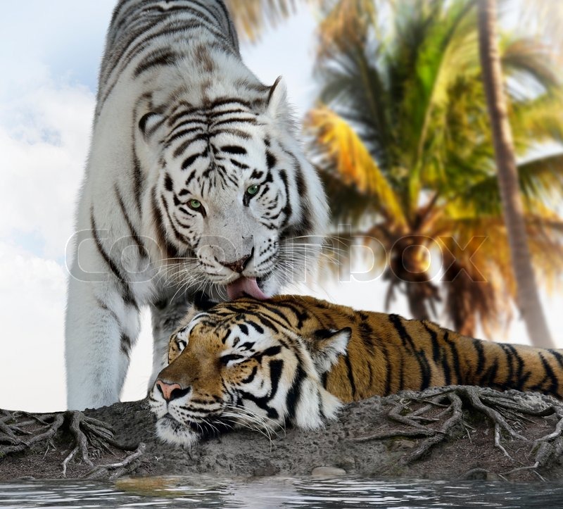 Hvid og brun Tigers | Stock foto | Colourbox