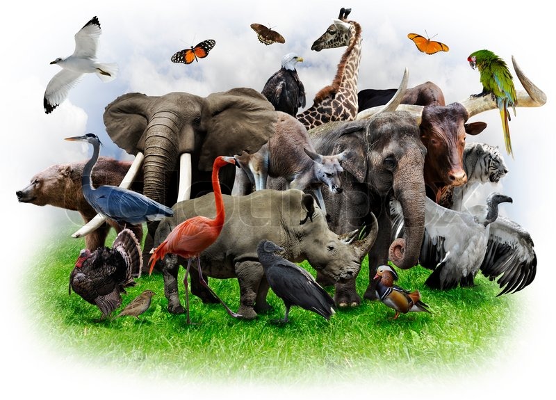 A Collage Of Wild Animals And Birds | Stock image | Colourbox