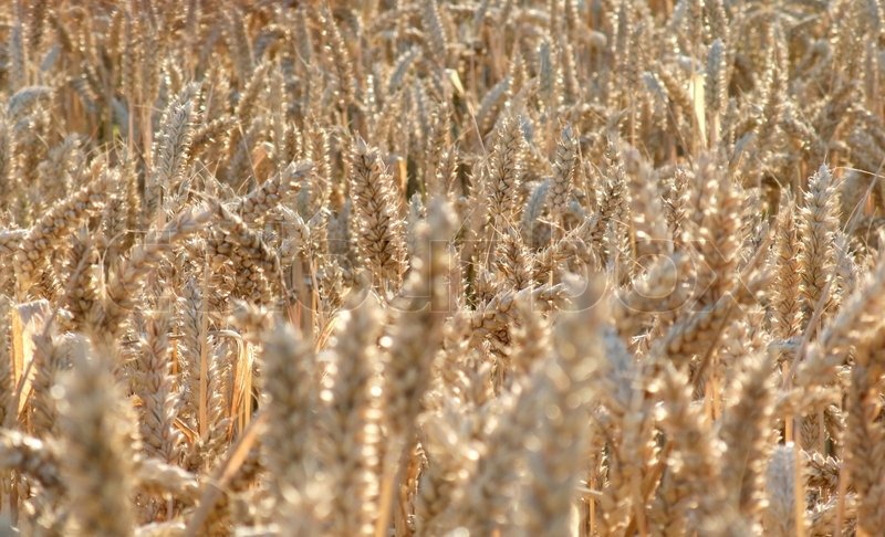 Full frame detail of a dry wheat field ... | Stock image | Colourbox