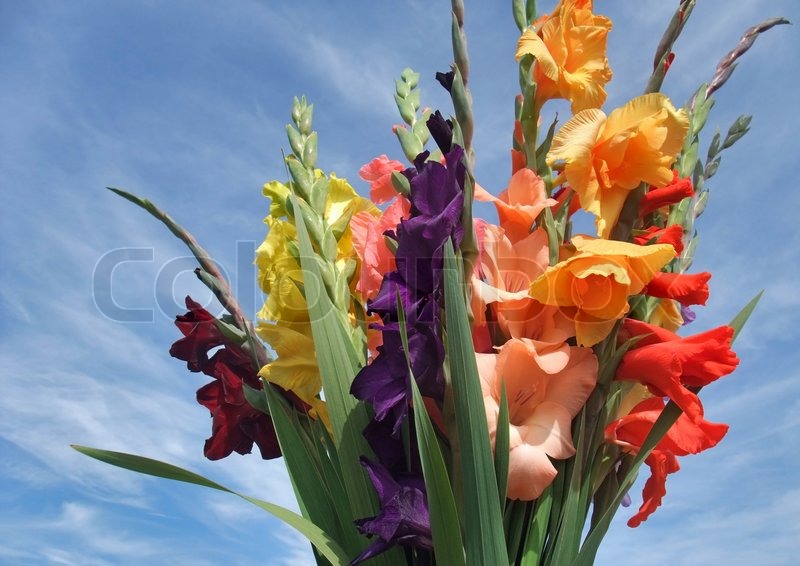Bundt af Gladiolus blomster | Stock foto | Colourbox