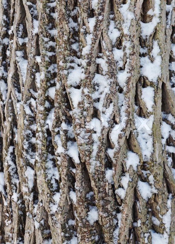 Tree bark with snow | Stock image | Colourbox