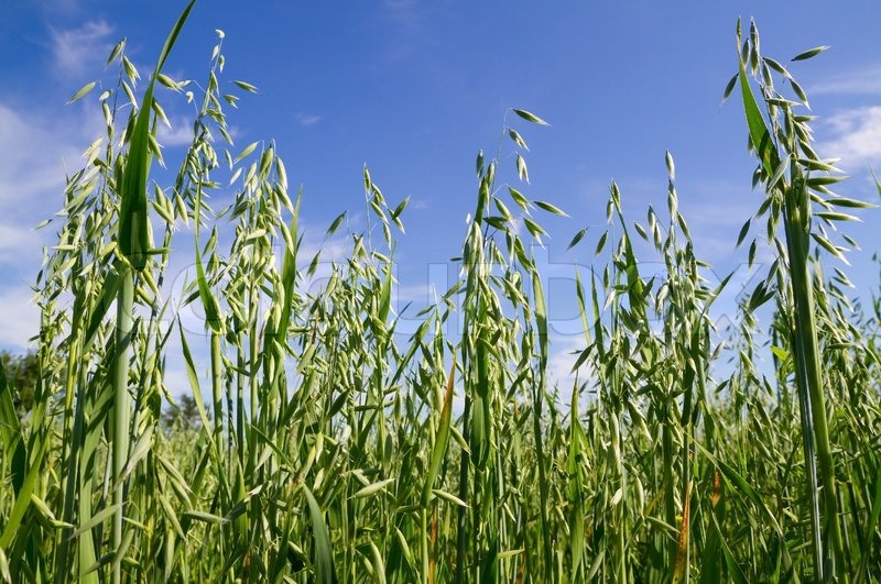 Grüner Hafer Feld | Stock Bild | Colourbox