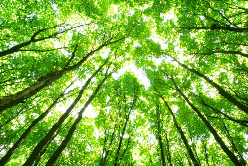 Green trees background | Stock image | Colourbox