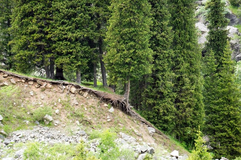 Alpine forests | Stock image | Colourbox