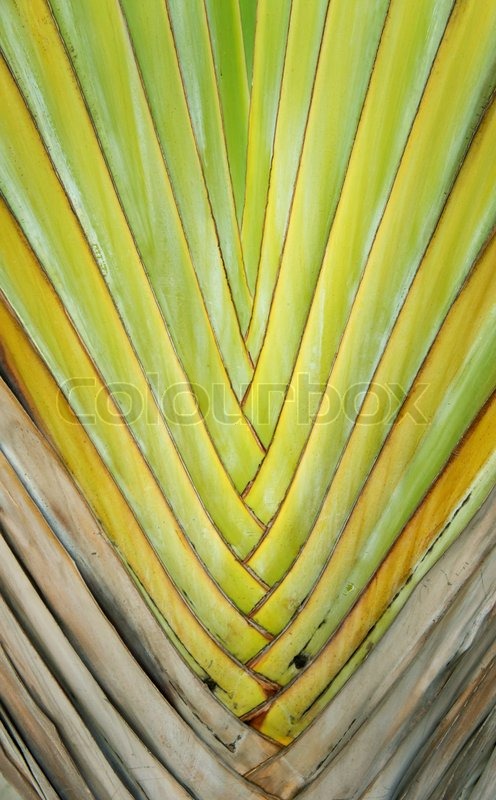 Palme blad baggrund | Stock foto | Colourbox