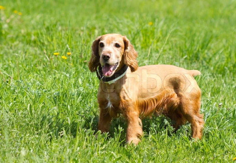 Cocker Spaniel on a green grass | Stock Photo | Colourbox