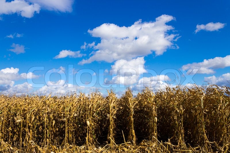 Corn field in the fall during harvest | Stock image | Colourbox