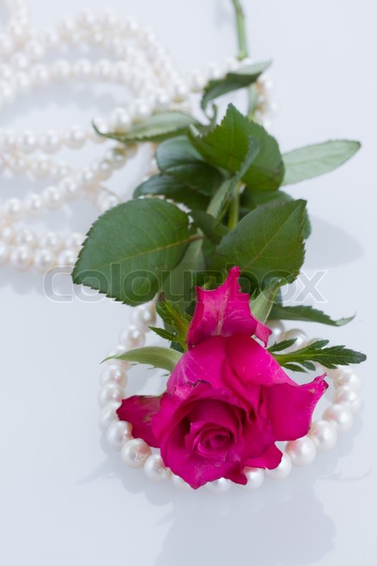 One pink rose with pearl necklace on ... | Stock image | Colourbox
