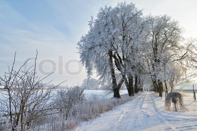 Row of trees in the snow. Denmark | Stock Photo | Colourbox
