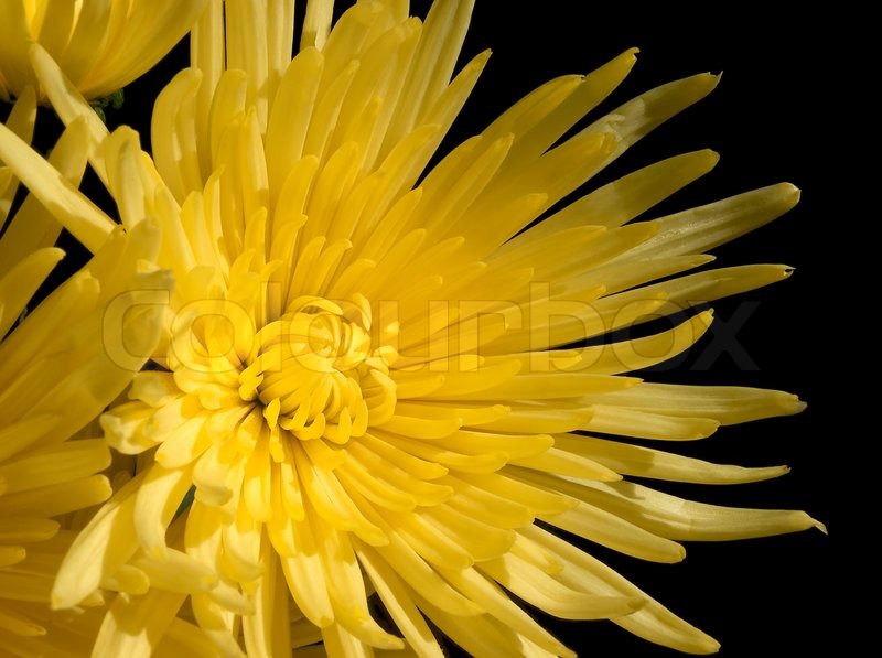 Chrysanthemum yellow | Stock image | Colourbox