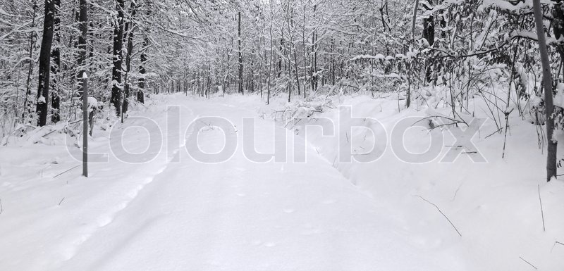 Vinter skov | Stock foto | Colourbox