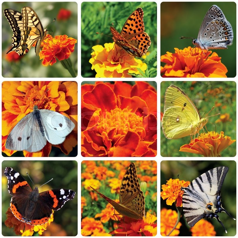 Collage with butterflies sitting on ... | Stock Photo | Colourbox
