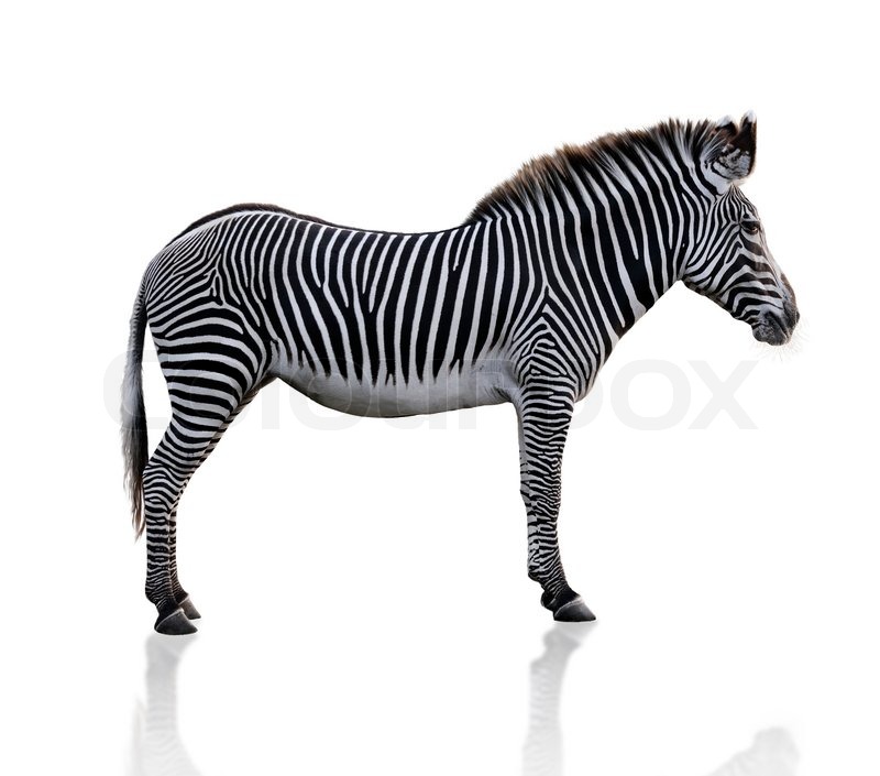 Zebra | Stock foto | Colourbox