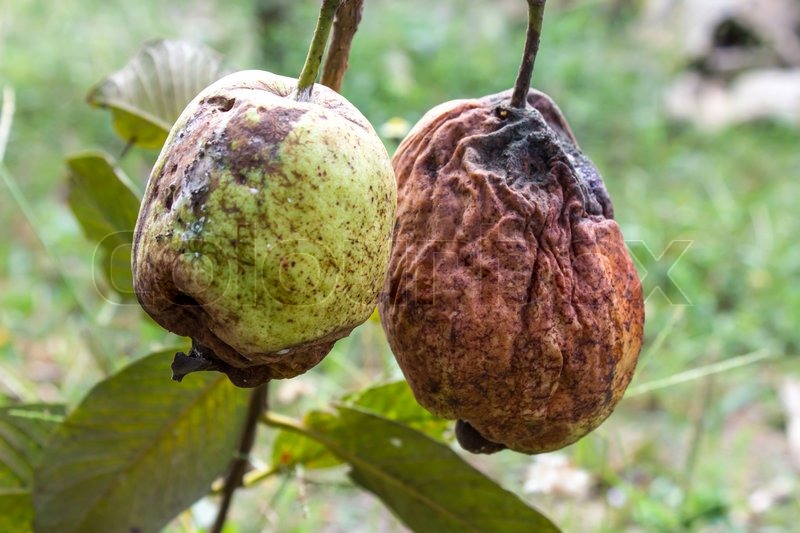 Guave Frucht am Baum | Stock Bild | Colourbox