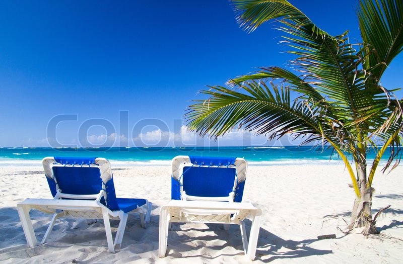 Beach chairs under a palm tree | Stock Bild | Colourbox