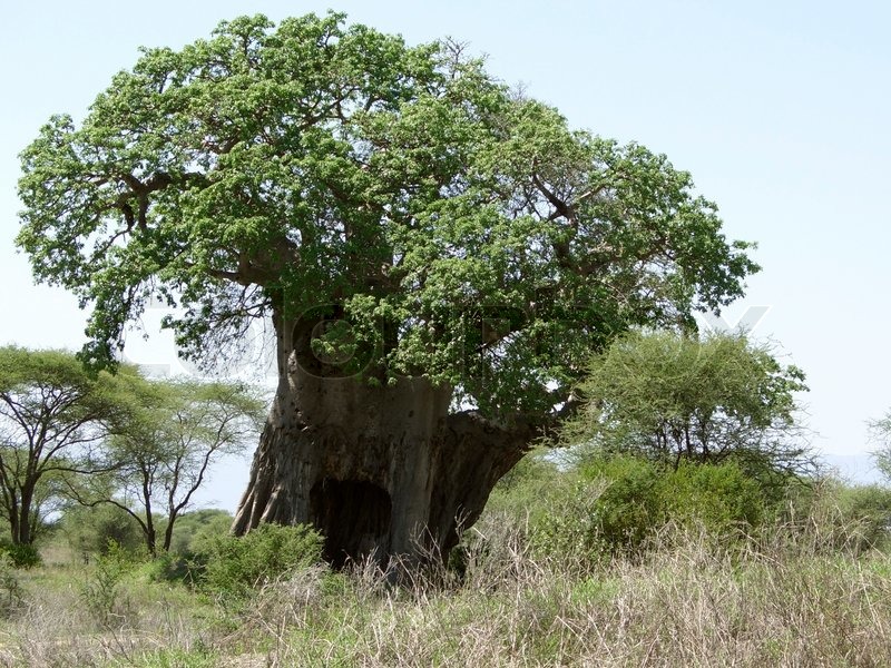 African Baobab træ | Stock foto | Colourbox
