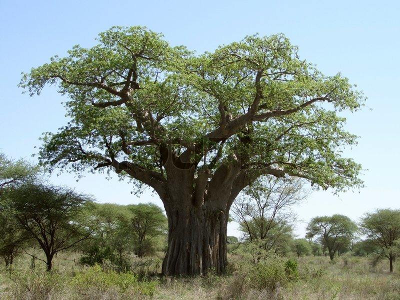 Baobab træ i Tanzania | Stock foto | Colourbox
