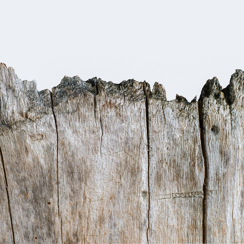 Old Wood Texture Tree