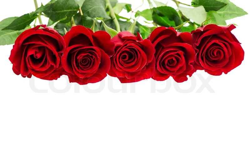 Buket røde rose blomster på hvid | Stock foto | Colourbox