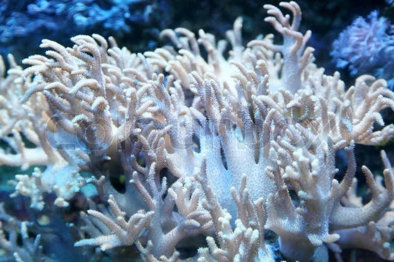 Korallen | Stock Bild | Colourbox