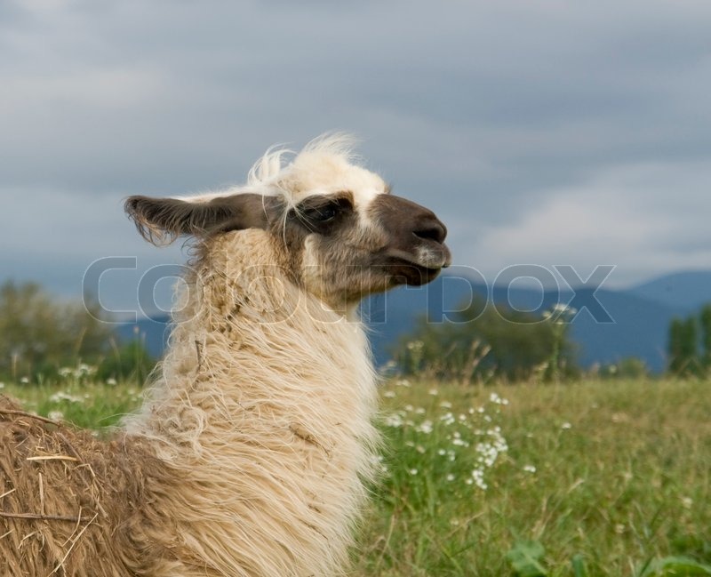 Lama in cloudy ambiance | Stock Photo | Colourbox