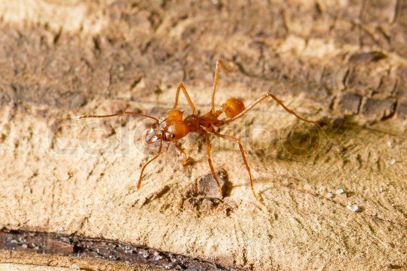 Leaf cutter ant in a dutch zoo | Stock image | Colourbox