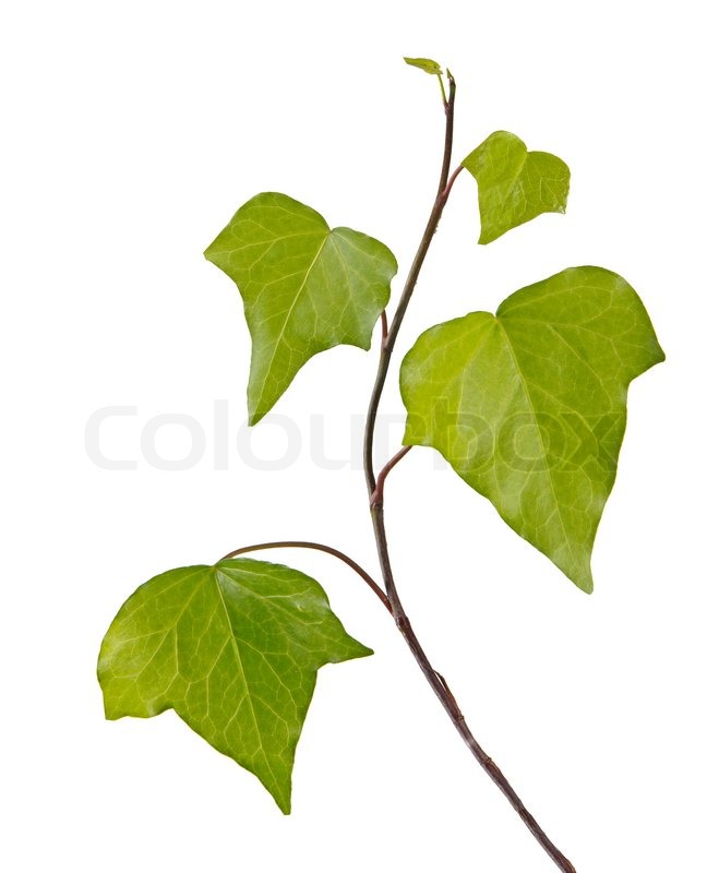 Nahaufnahme von Efeu | Stock Bild | Colourbox