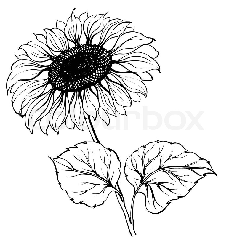 Sonnenblume | Stock-Vektor | Colourbox